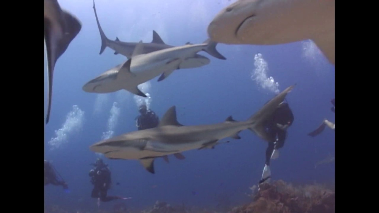 Roatan Shark Dive 2019 - YouTube
