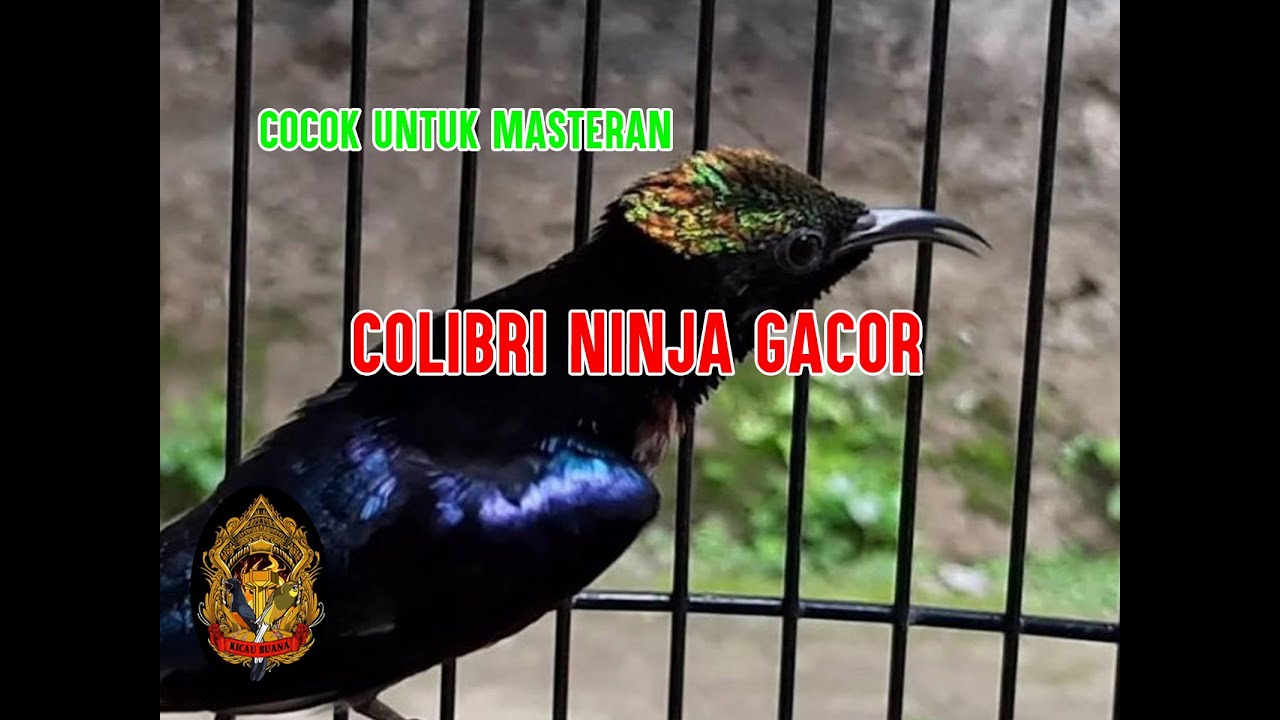 Colibri Ninja ( Konin ) Gacor Dorr, Cocok Untuk Masteran - YouTube