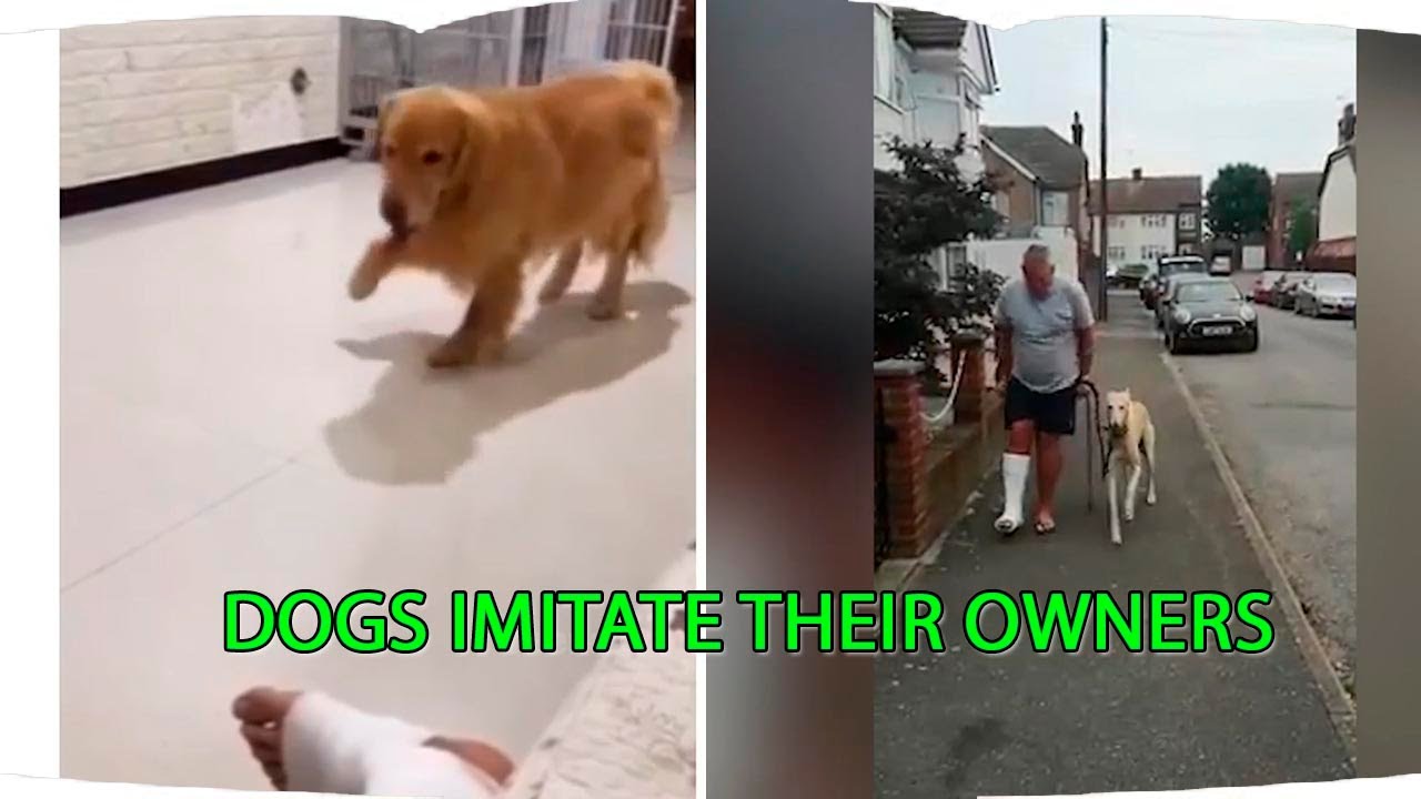 Dogs imitate their owners 🐕, Funniest Dogs will make you laugh all day ...