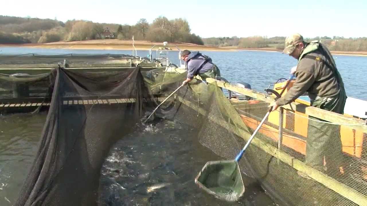 Trout fishing: Restocking reservoirs with rainbows - YouTube
