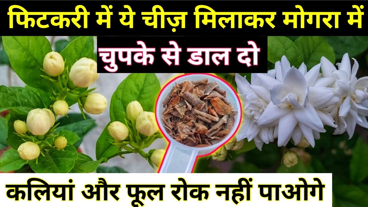 मोगरा में डाल दो ये चीज़, कलियां और फूल रोक नहीं पाओगे MOGARA PLANT ...