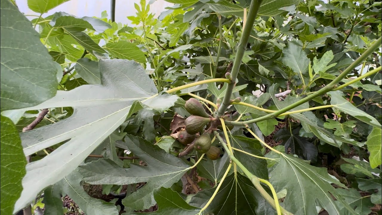 Main crop figs set in the greenhouse #garden - YouTube