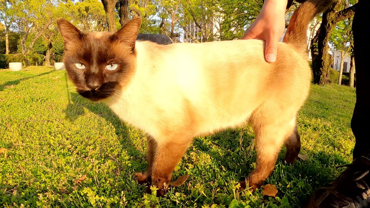 顔が真っ黒なシャム猫が夕方の公園をパトロールする - YouTube