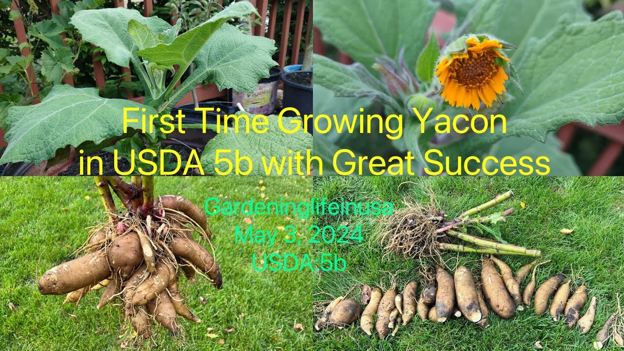 First Time Growing Yacon in USDA 5b with Great Success(首次在5b地区成功种植雪莲果 ...