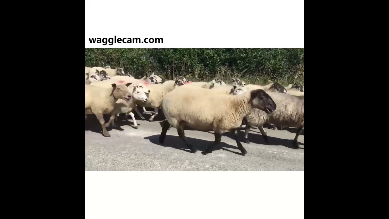 Crazy Farm Animals: A Funny Compilation - YouTube