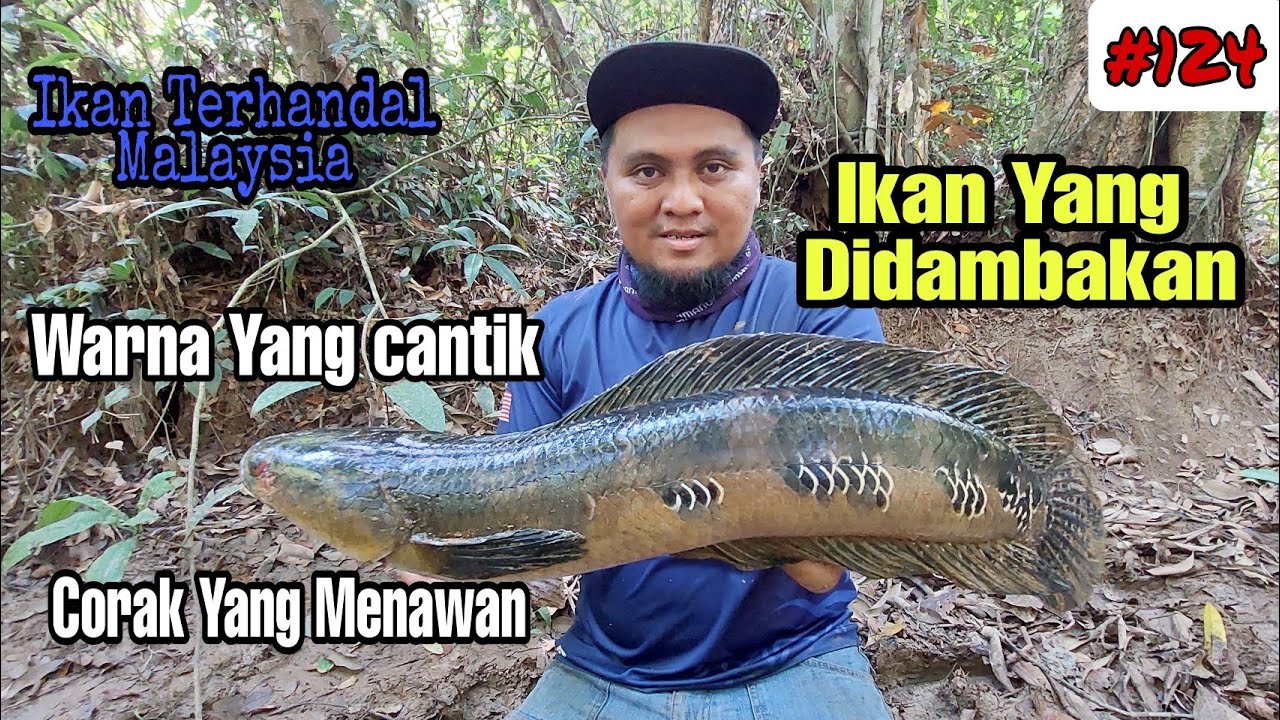 Kerandang Atau Toman Bunga Hutan Mini Amazon || Ikan Yang Sangat Cantik ...