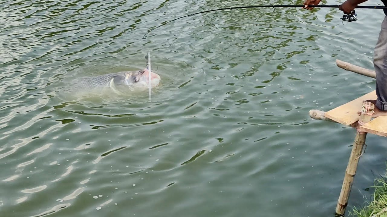 katla fish catching by hook very easily | | Catla Fish Catching by hook ...
