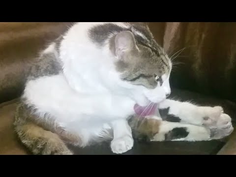 Temizlik Yapan Kedi