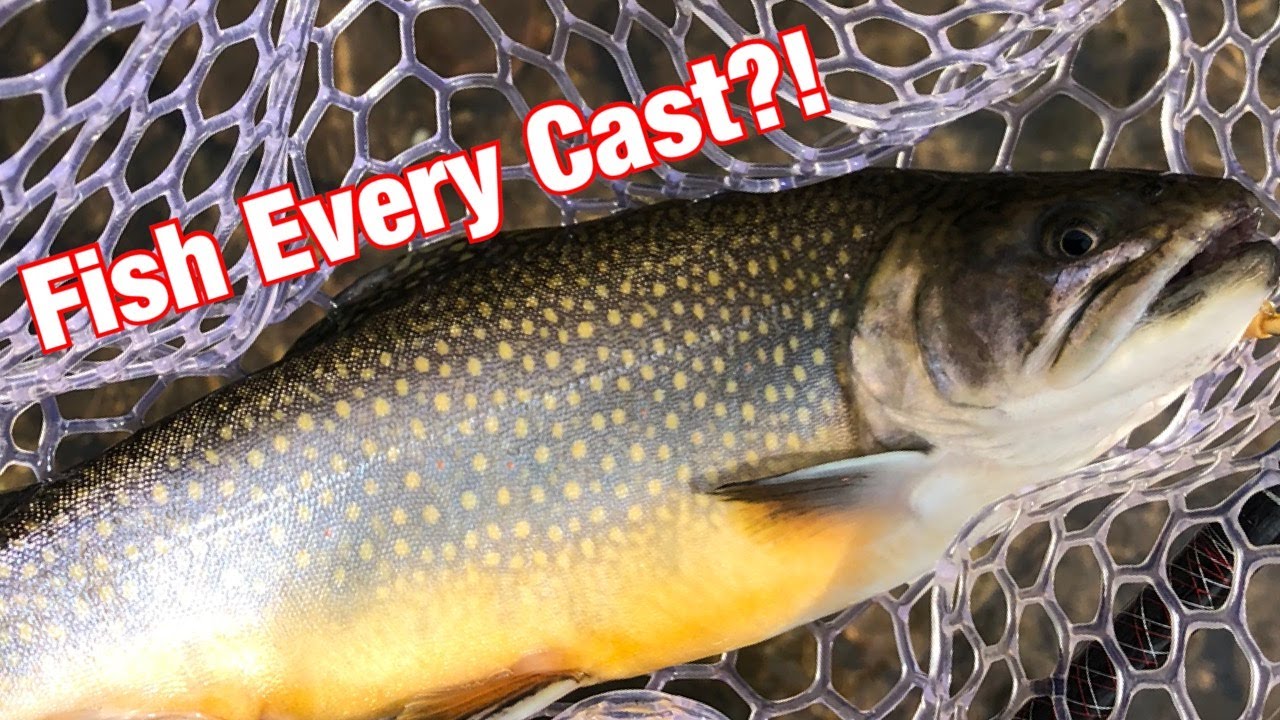 Stocked Trout Fishing At Its Best!! (Brook Trout Slayfest + Rooster ...