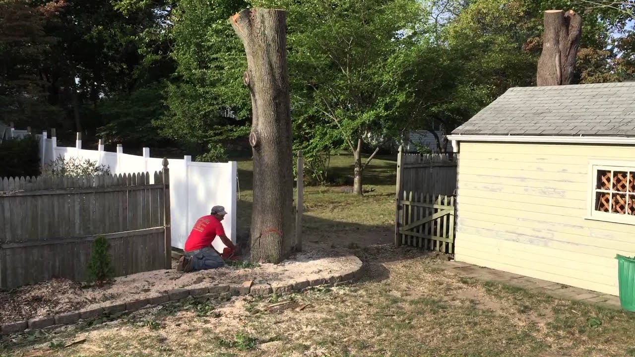 Notching a Tree to Fell - YouTube