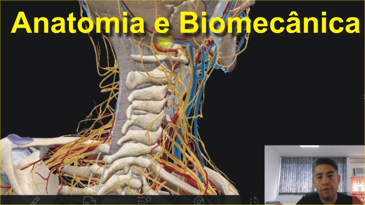 Anatomia da Coluna Cervical - YouTube