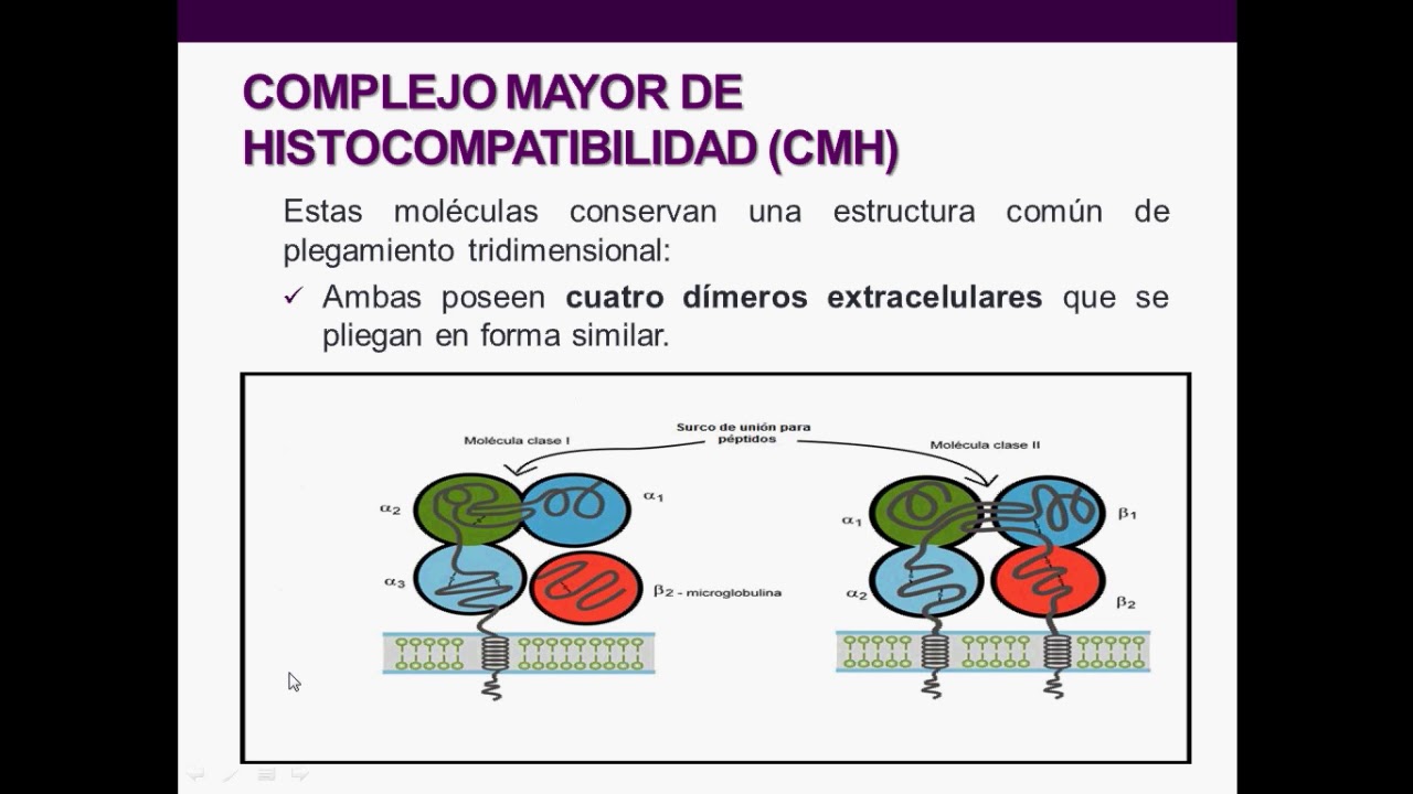 Introducción a la inmunología humana - Clase 5: CMH, TCR y BCR - YouTube