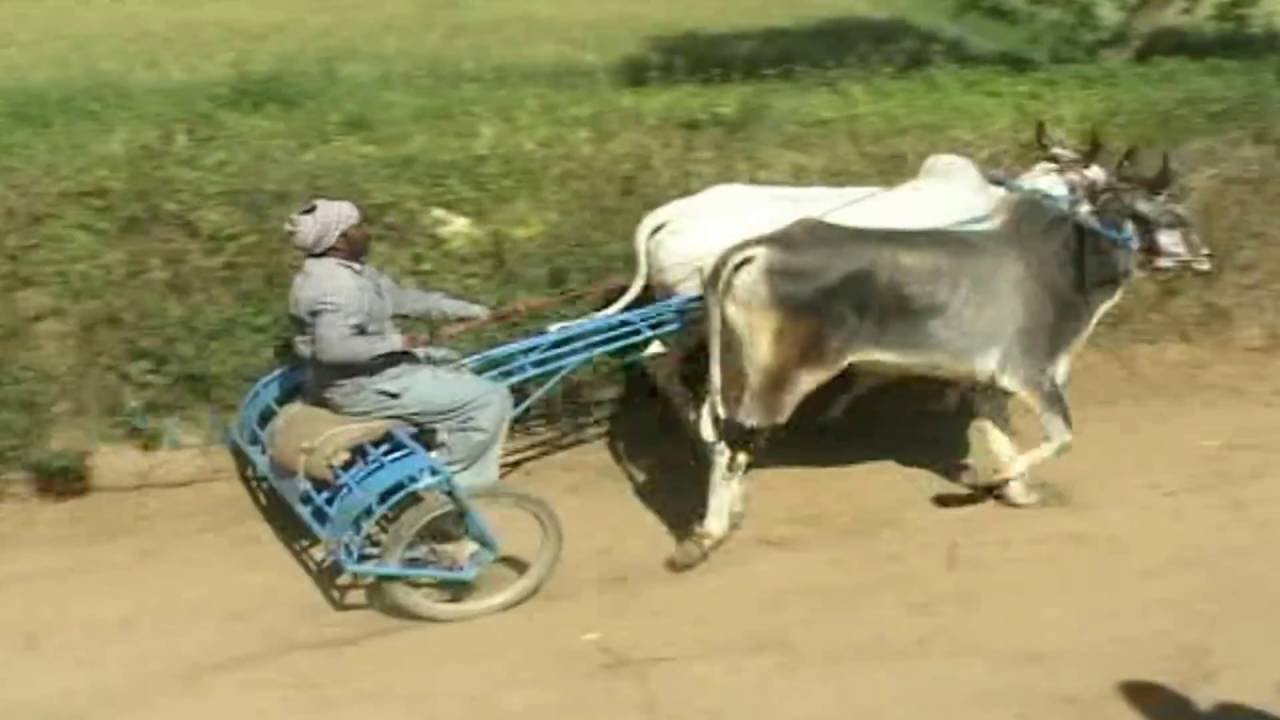 OX Race - Pind Lehal Kalan District Jalandhar 2014 Part 3 - OX Race ...