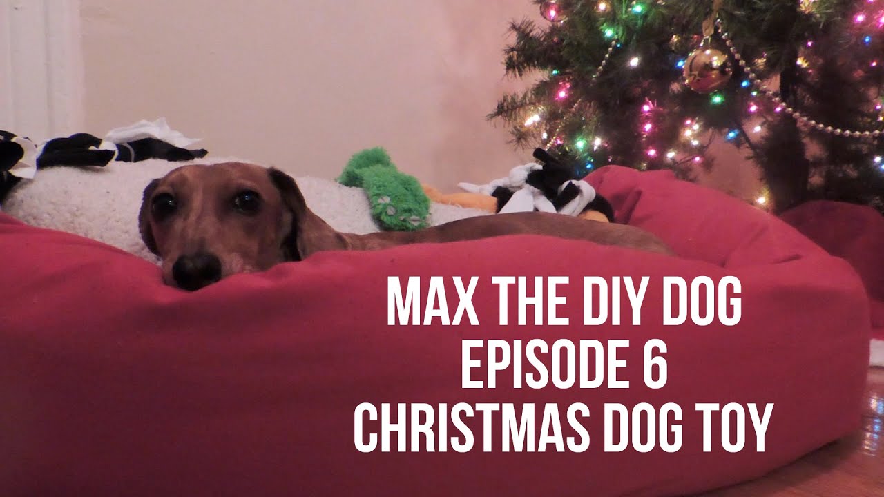 Max The DIY Dog Episode 6 - Christmas Dog Toy - YouTube