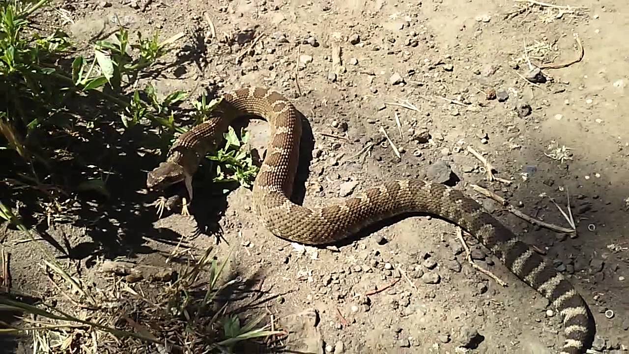 Rattlesnake eating lizard on deschutes river - YouTube