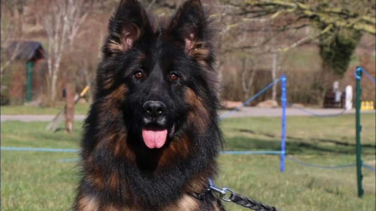 Heat Cycles In Gsd Females And Ideal Mating Time Detail Video Gsd Pakistan Youtube