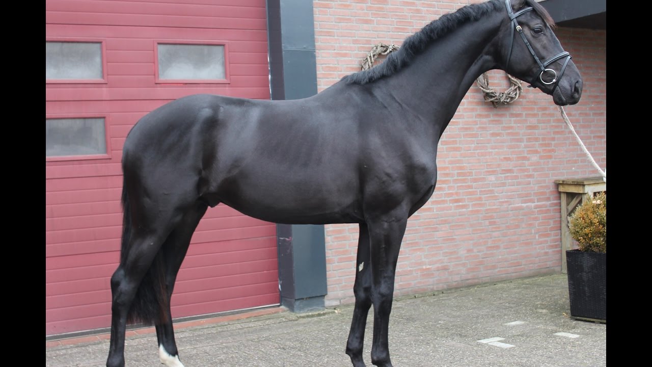 **SOLD** 'Jack' KWPN dressage stallion by Fairytale x Osmium (ferro ...