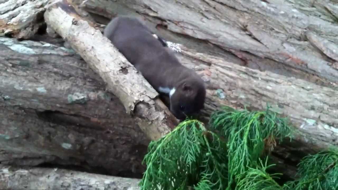 Infant Weasels at Wild Care Cape Cod - YouTube