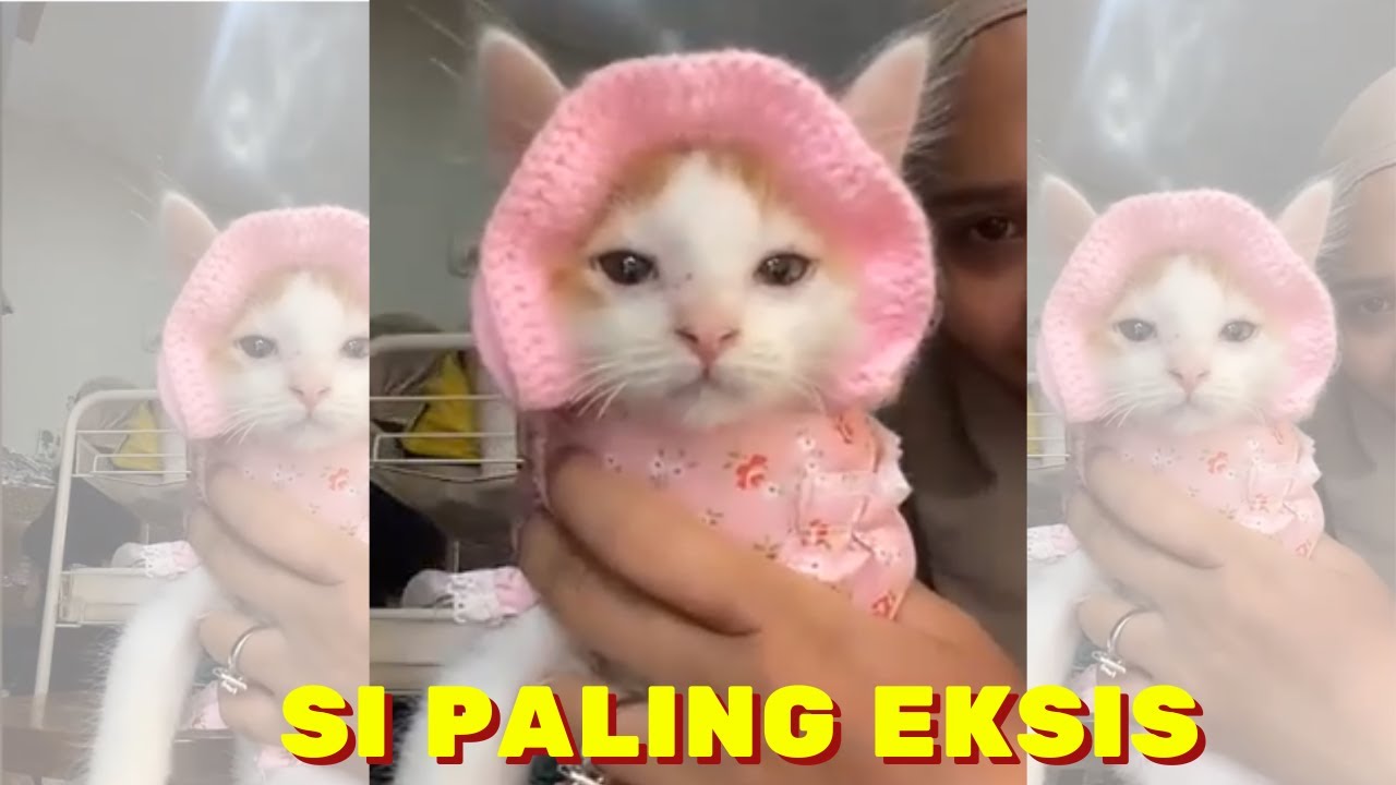 Bocil Jadi Pemeran Utama Live Hari Ini, Abang Pororo Jadi Figuran ...