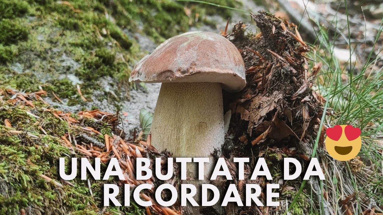 La Migliore Raccolta della Stagione! La Buttata Continua tra i Faggi ...