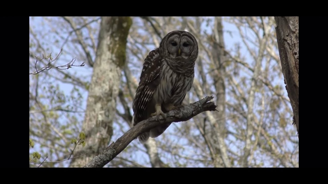 How to do an owl/mourning dove call with just your hands - YouTube