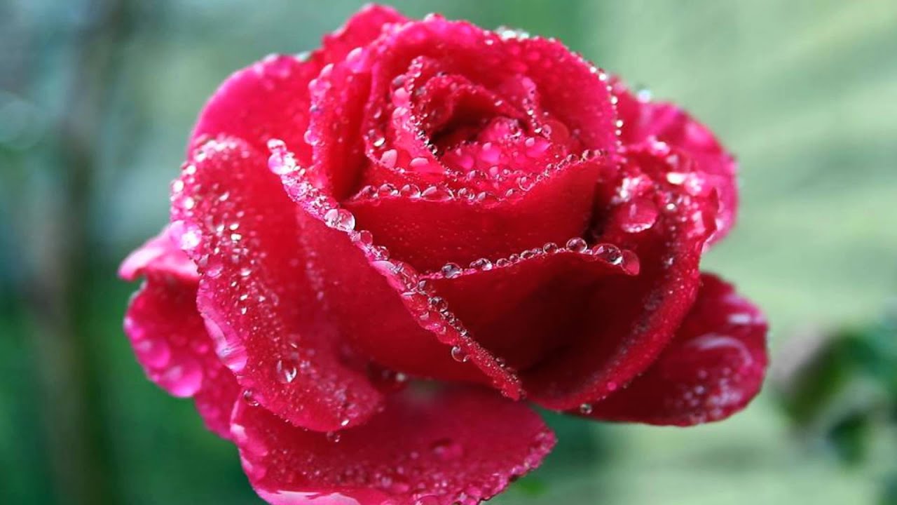 georgian kartuli simgera sikwarulze - YouTube