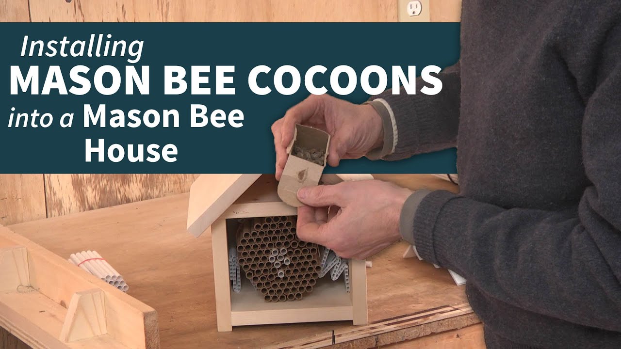 Installing Mason Bee Cocoons into a House - YouTube
