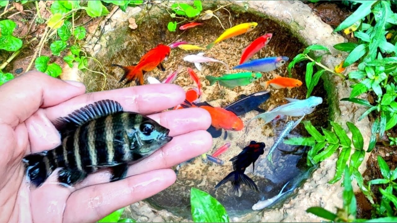 It's Amazing to get Black Ghost Ornamental fish, Glofish, Kaviat fish ...