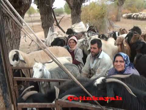 DİVRİĞİ KARAMAN DAVAR SÜRÜSÜ