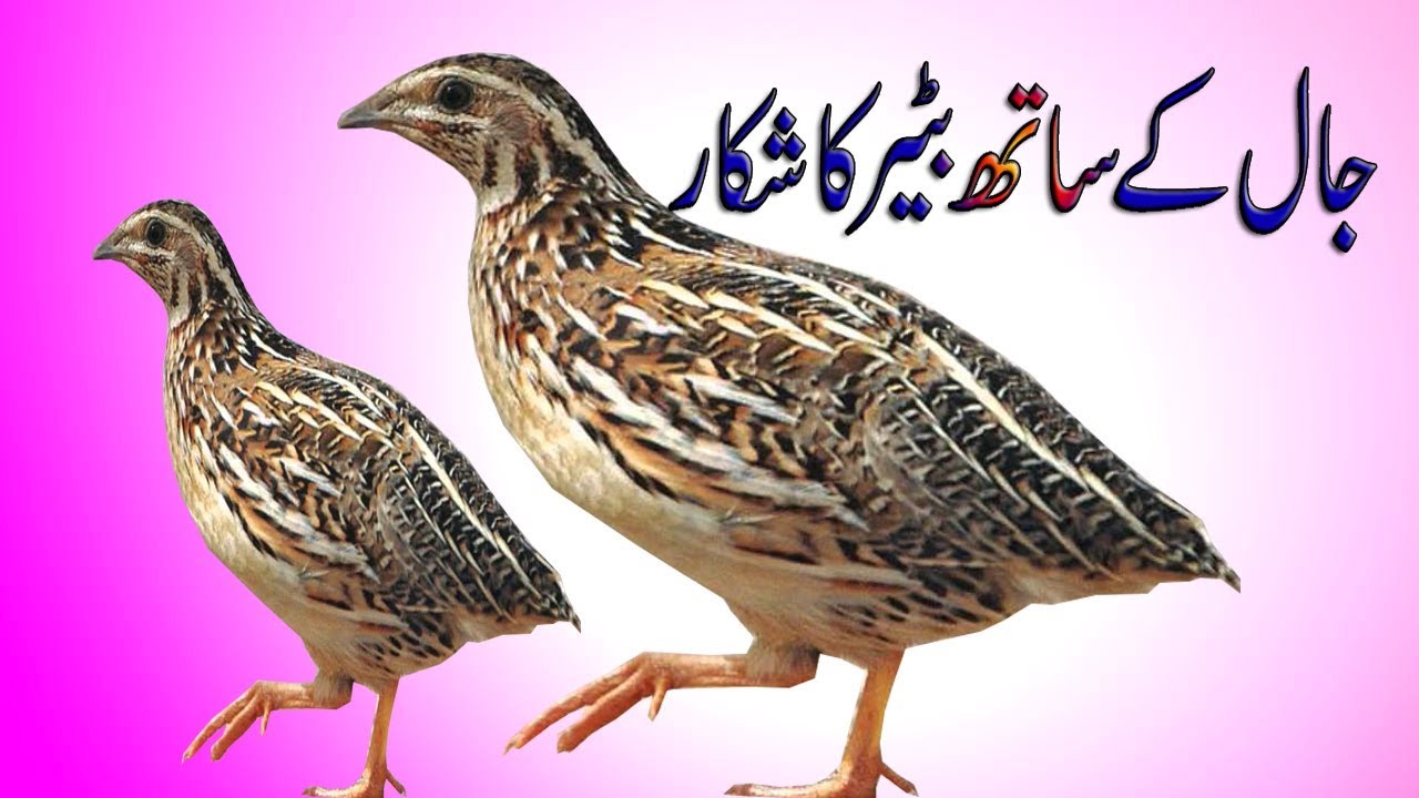 Quail hunting pakistan | Batair Ka Shikar | Quail hunting in Pak 2019 ...