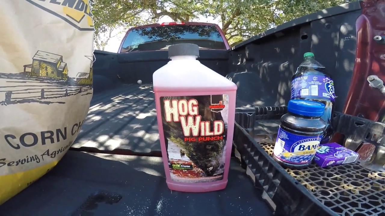 WILD HOG HUNTING: HOG BAIT & TIPS - YouTube