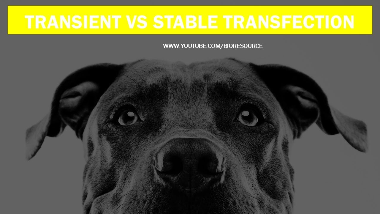 Stable Vs Transient Transfection - YouTube