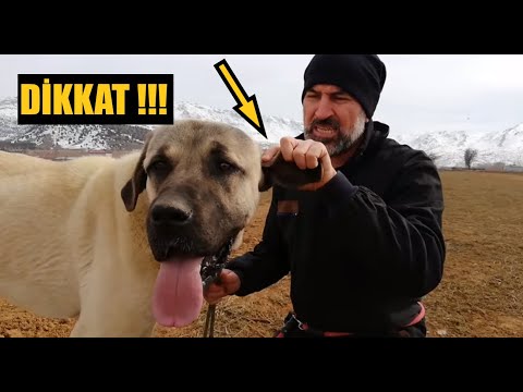 KÖPEKLERDE KULAK KESİMİNDE DİKKAT EDİLMESİ GEREKEN DETAYLAR #kangal #malaklı