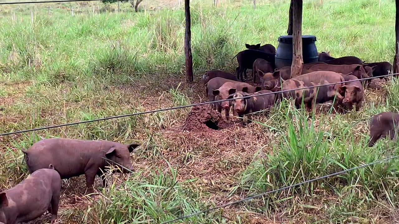Free Range Pigs Brazil - YouTube