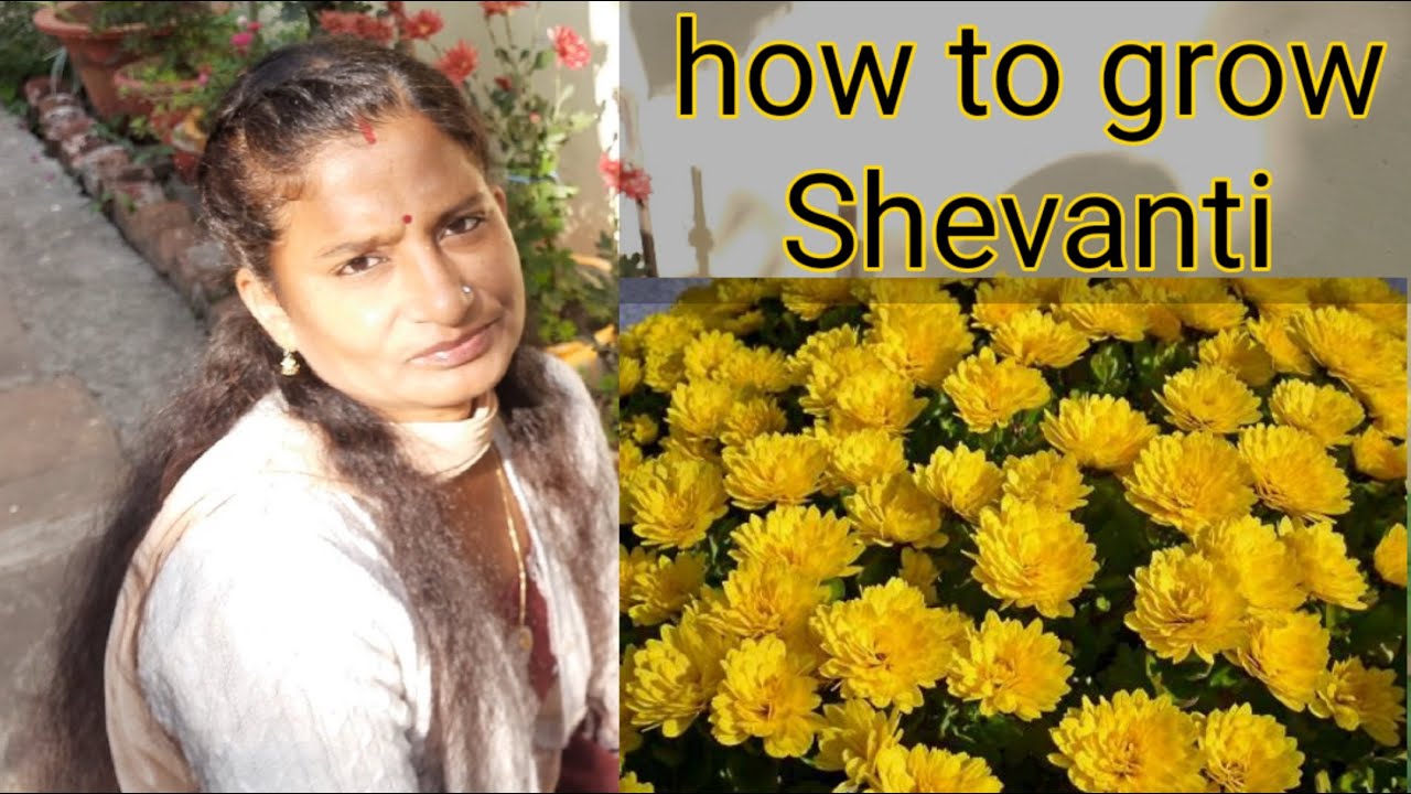 How To Grow Shevanti | Guldaudi | In Hind - YouTube