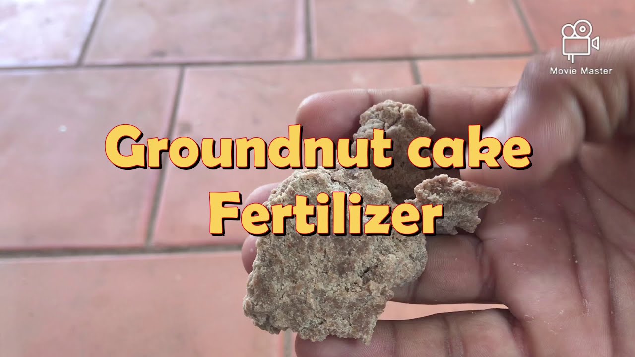 How to make Fertilizer from groundnut cake/Easy homemade Fertilizer ...