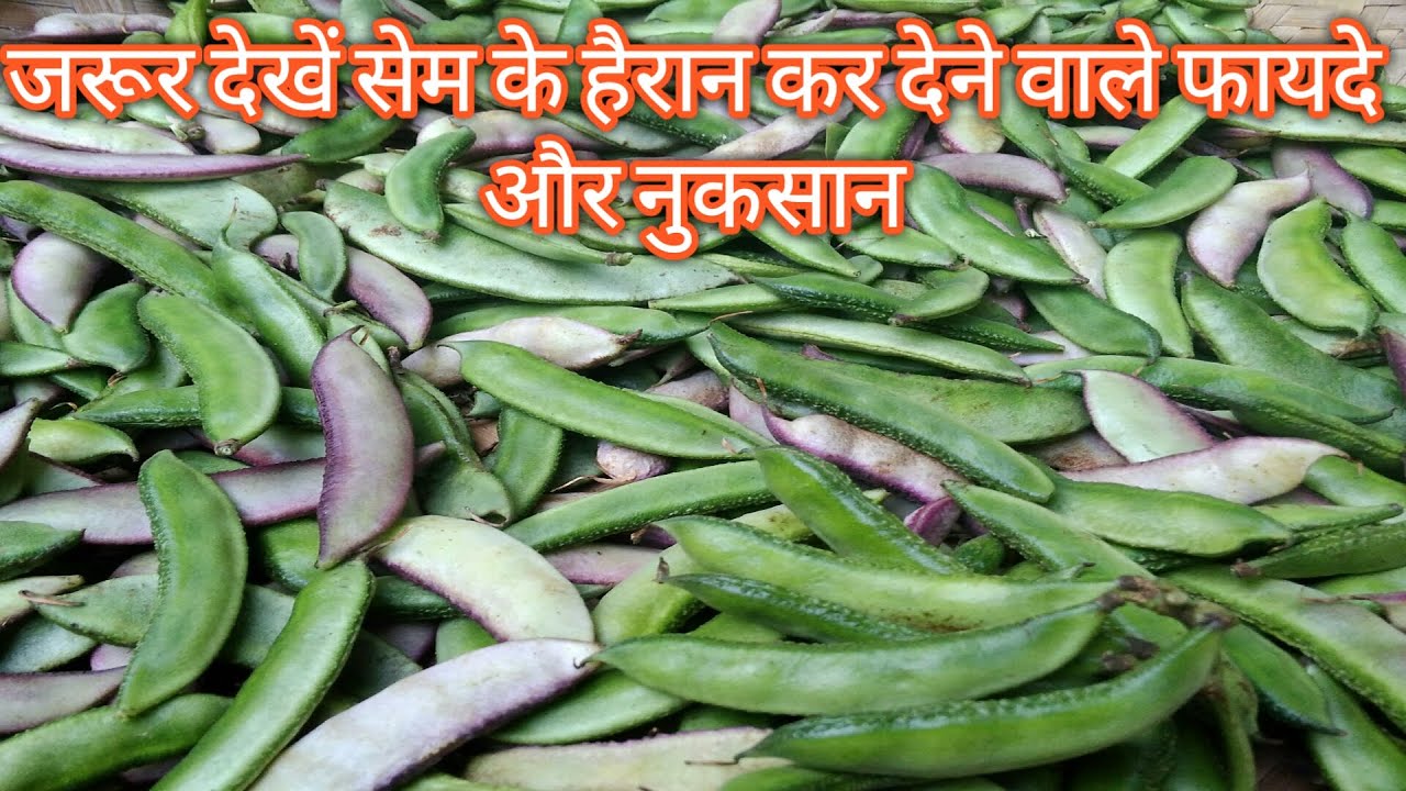 हैरान कर देने वाले सेम के फायदे और नुकसान । sem phali ke fayde | sem ki ...