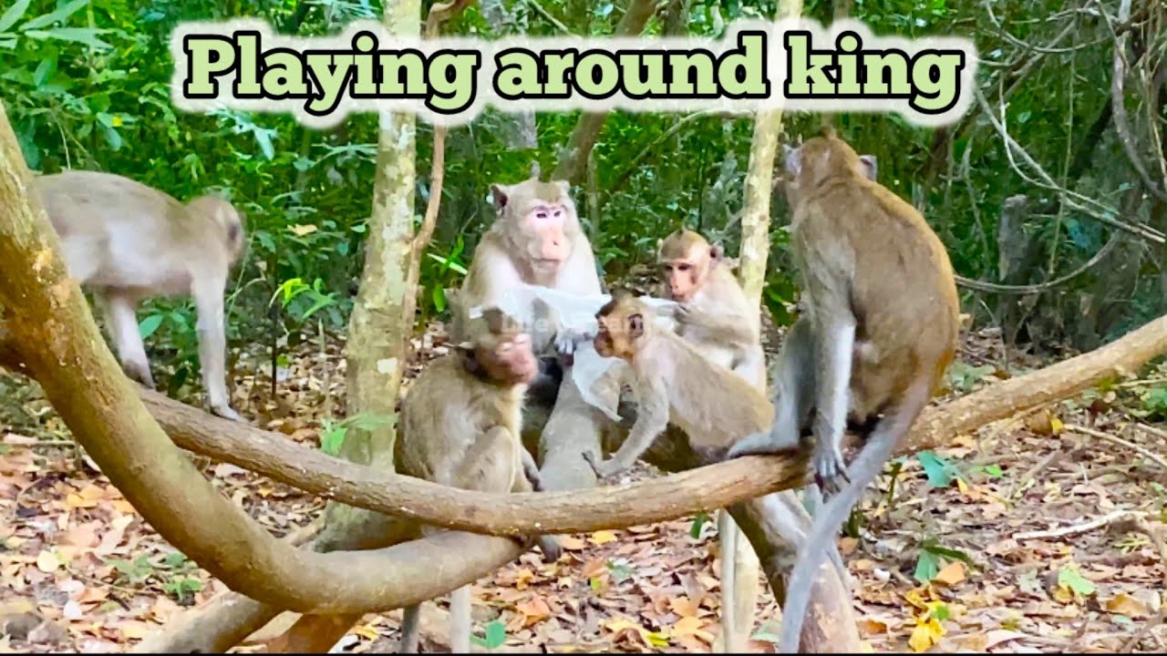 How is beautiful troop monkeys playing in king’s observation/ Mahanokor ...
