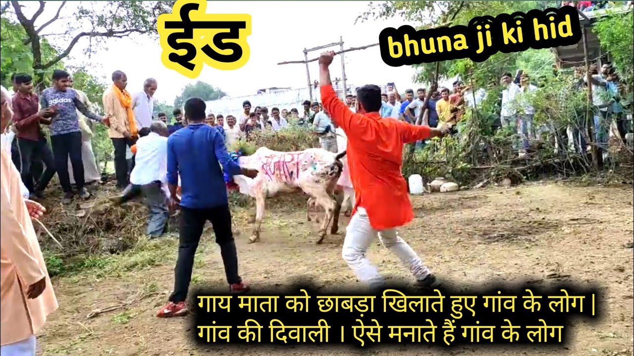 Diwali Cheda ईड || Cheda Hid || गाय का छेड़ा Gay Ka Cheda Cheda #short ...