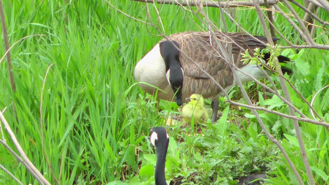 Rare footage Goose rolls eggs, Goslings hatch go for swim and return to ...