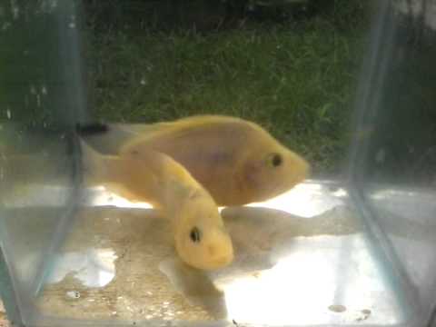 Ikan Anakan Red Devil dan Louhan Lokal - YouTube