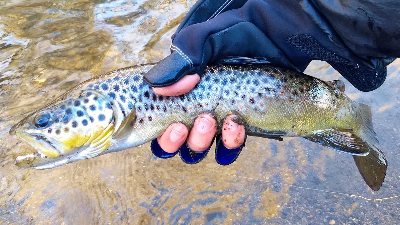 Catching a 15 inch (38 cm) Brown Trout on Tenkara (Tenkara Fly Fishing ...