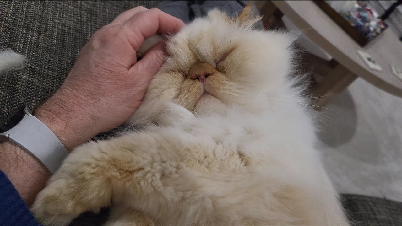 Fat Boy loves his evening routine (groom & cuddles)! - YouTube