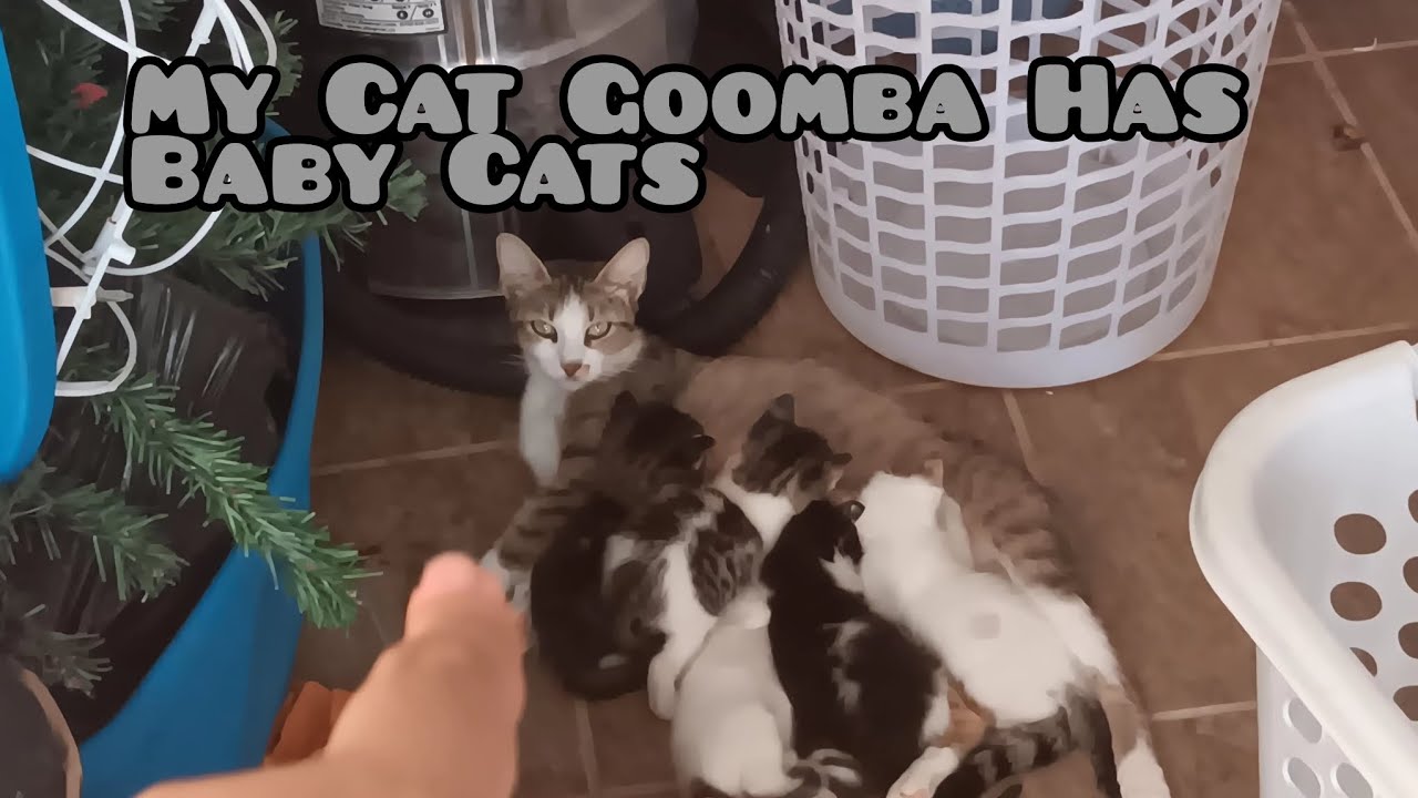 My Cat Goomba has Baby Cats - YouTube