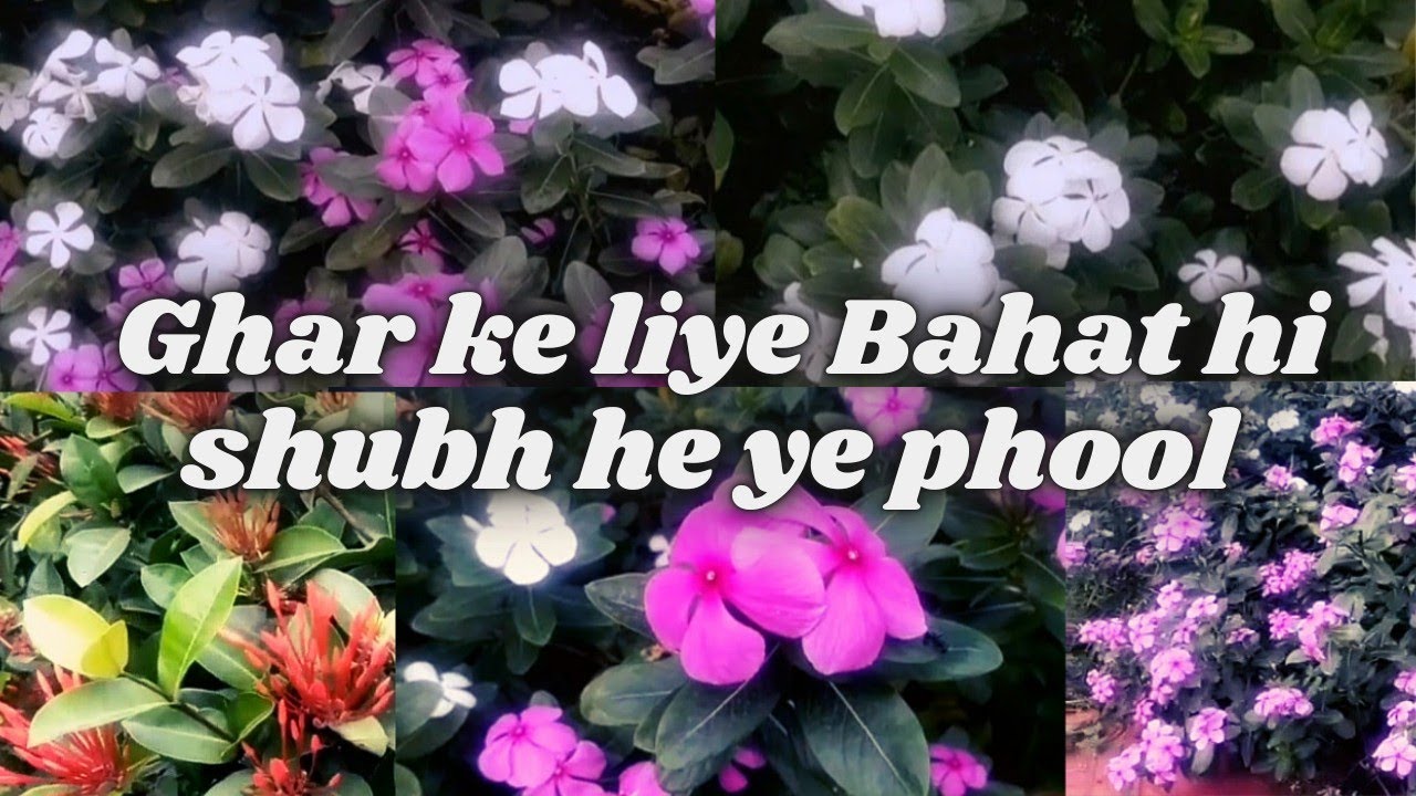 Best way to grow Vinca/Sadabahar/Periwinkle Plant/Sadabahar flower ...