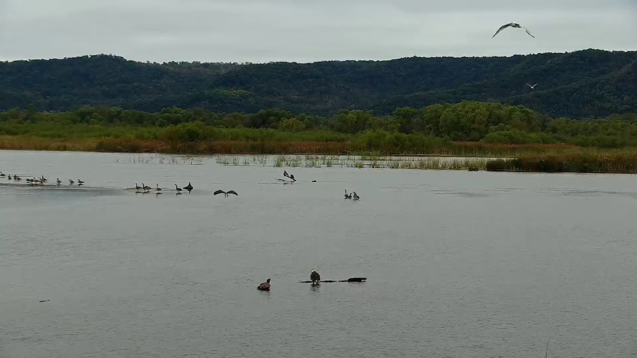 Mississippi River Flyway Cam