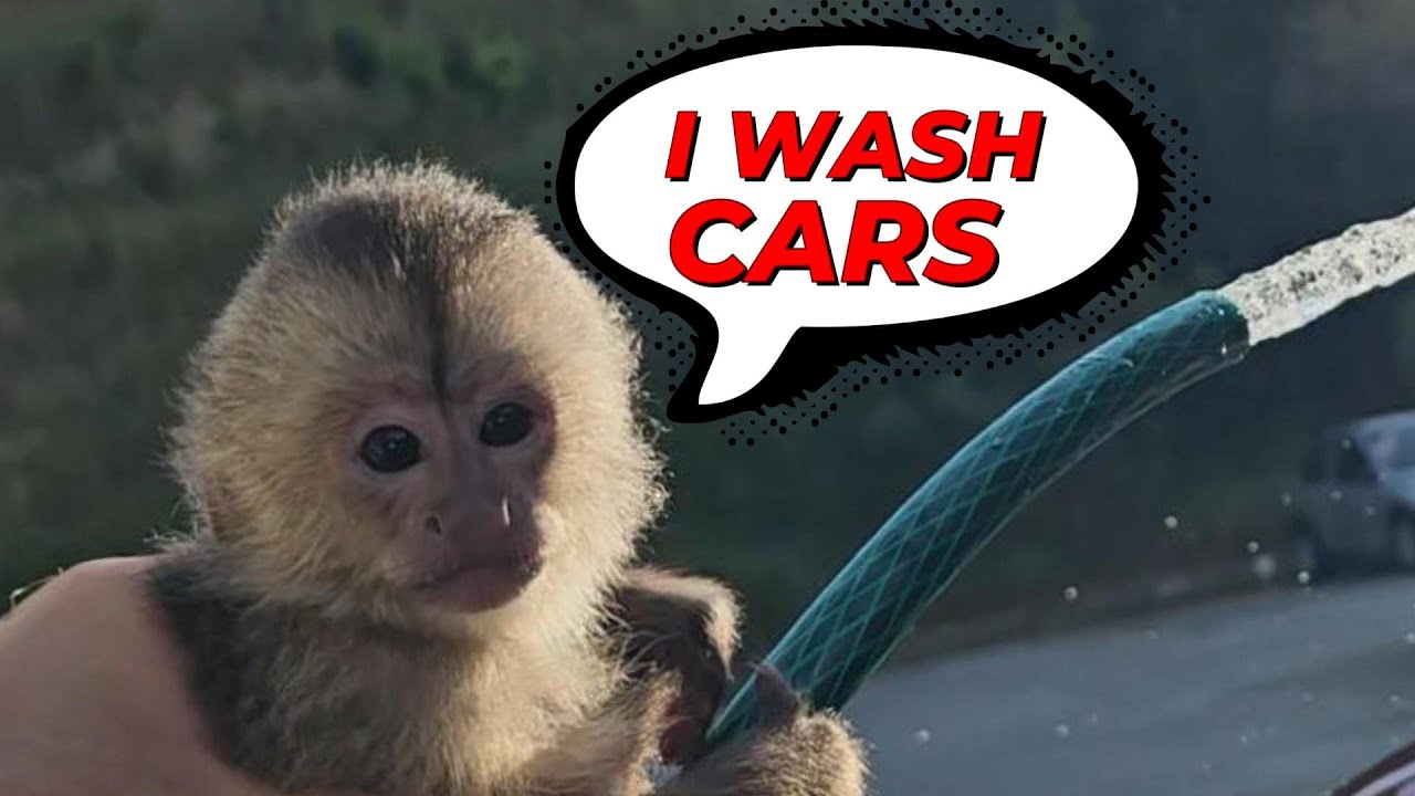 Baby capuchin monkey KuKy tries to help his father wash the car🐵🐵🚗🚗 ...