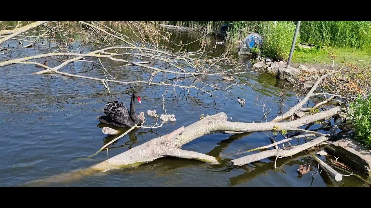 sorte svaner/Cygnus atratus med 4 unger. - YouTube