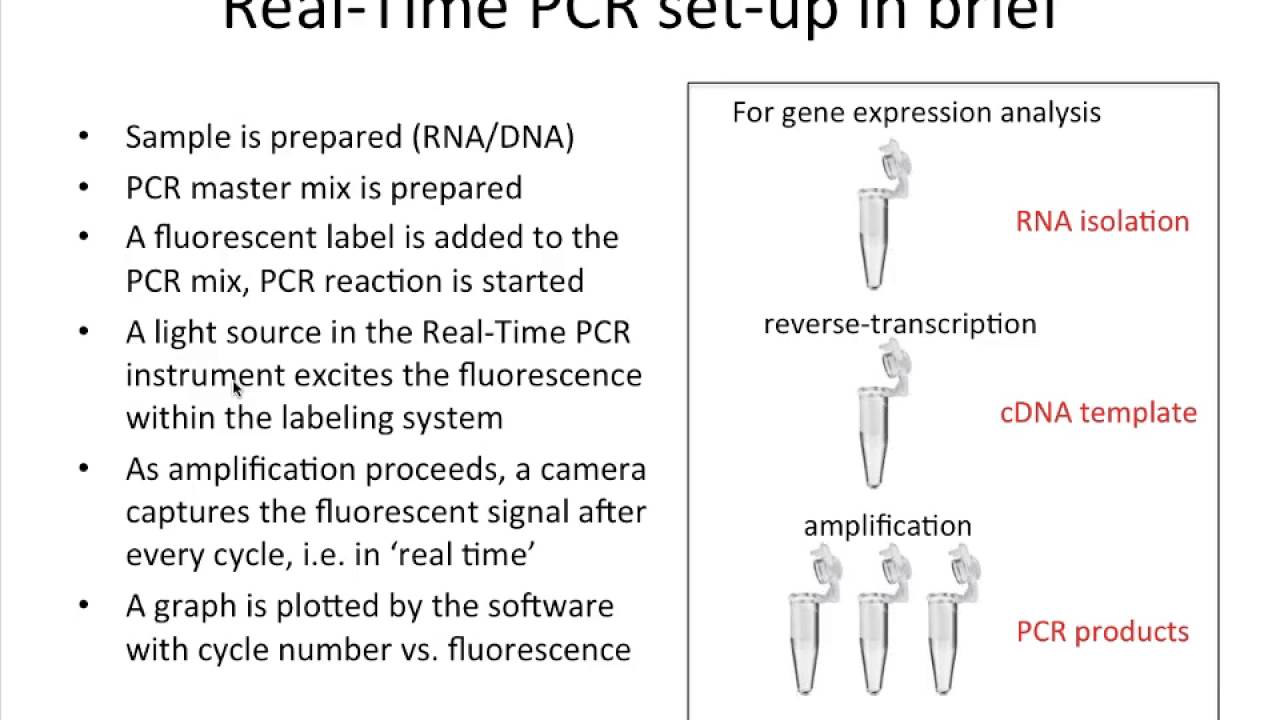 What Is Real Time PCR YouTube
