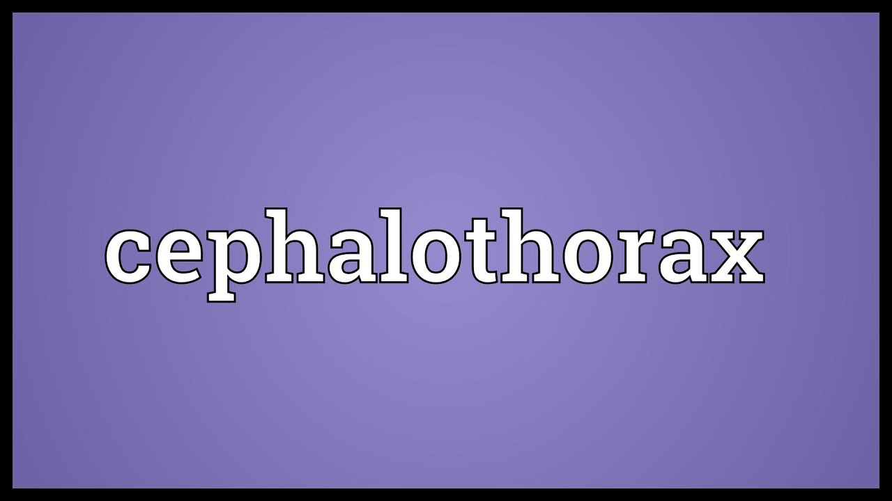 Cephalothorax